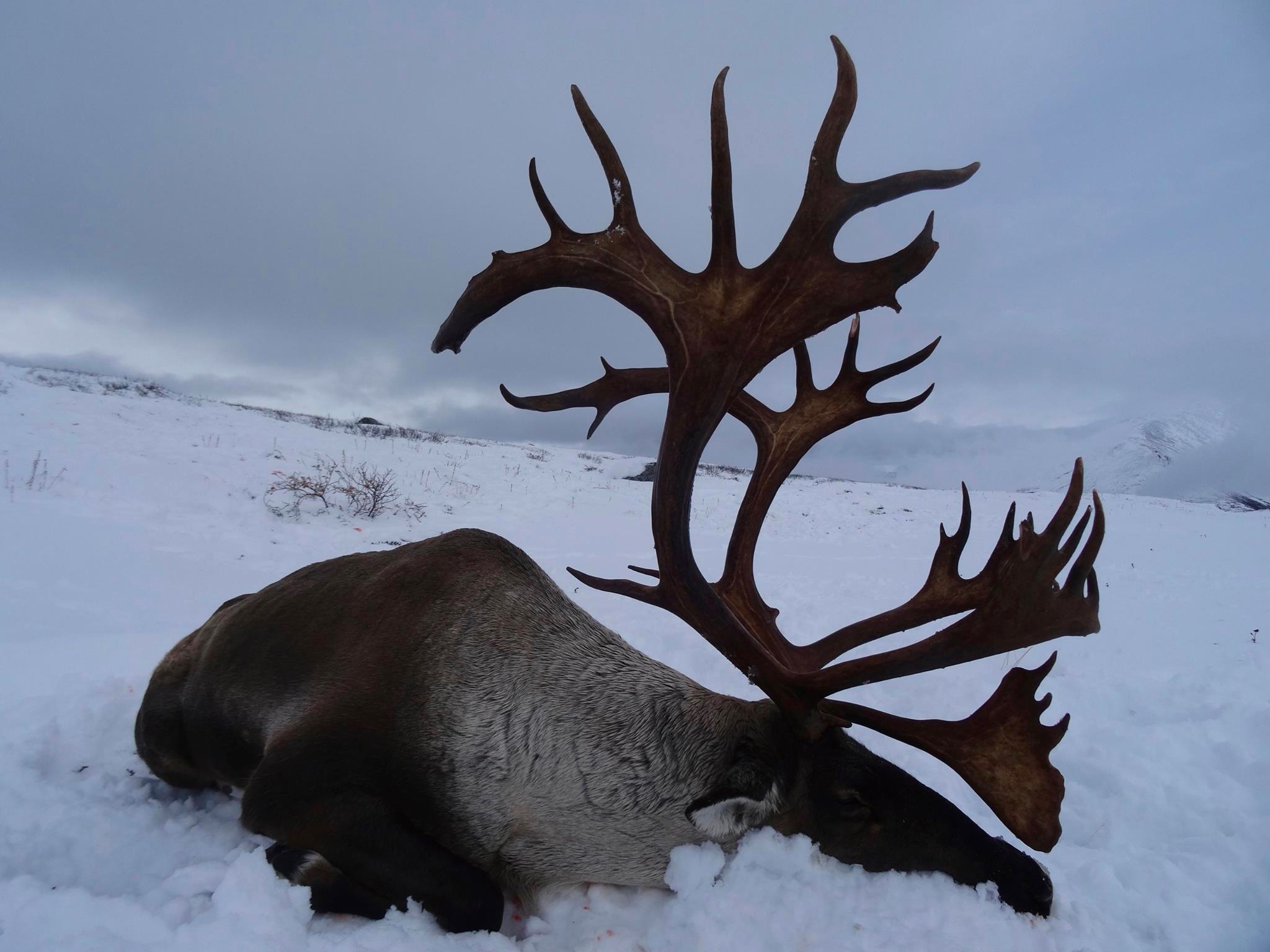 Camp / Scenery Photos – Ceaser Lake Outfitters | Yukon Moose Caribou ...